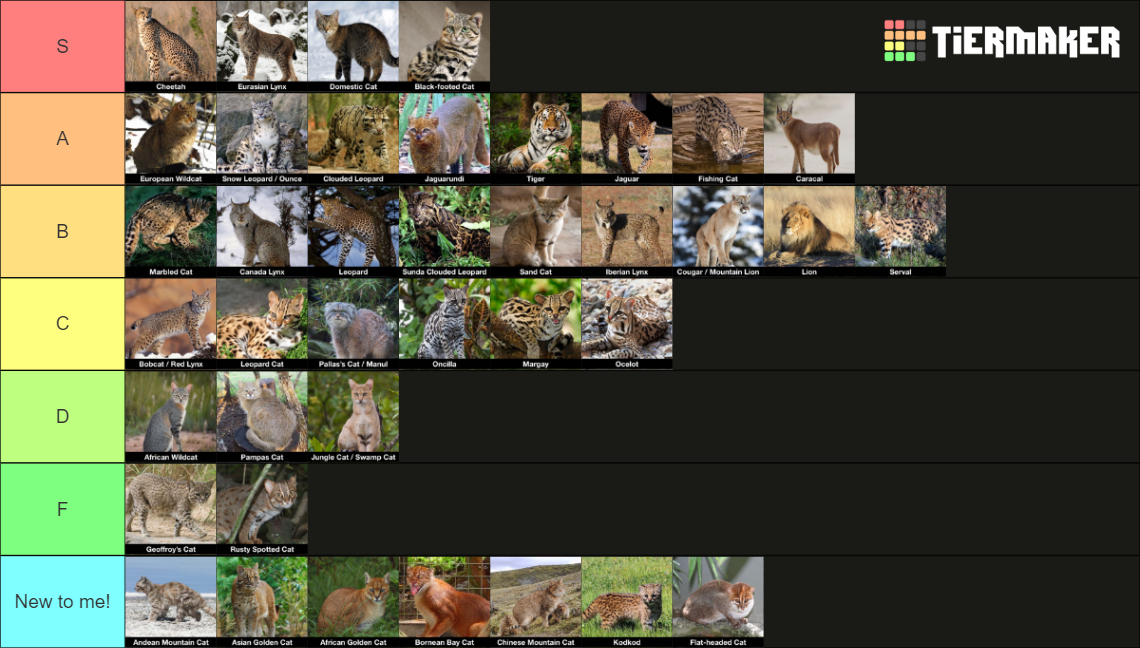Felidae Tier List (Community Rankings) - TierMaker