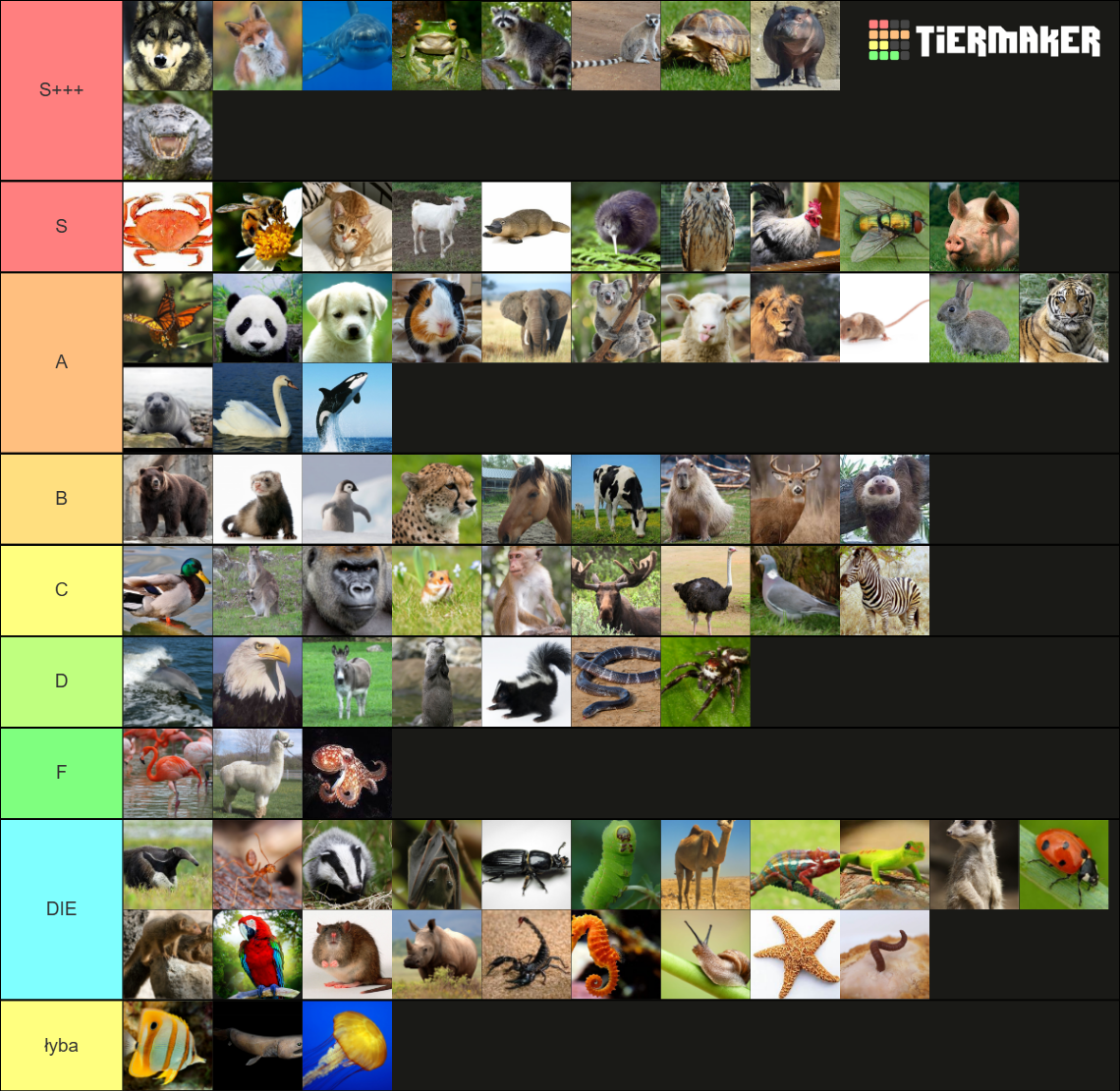 Every animal Tier List (Community Rankings) - TierMaker