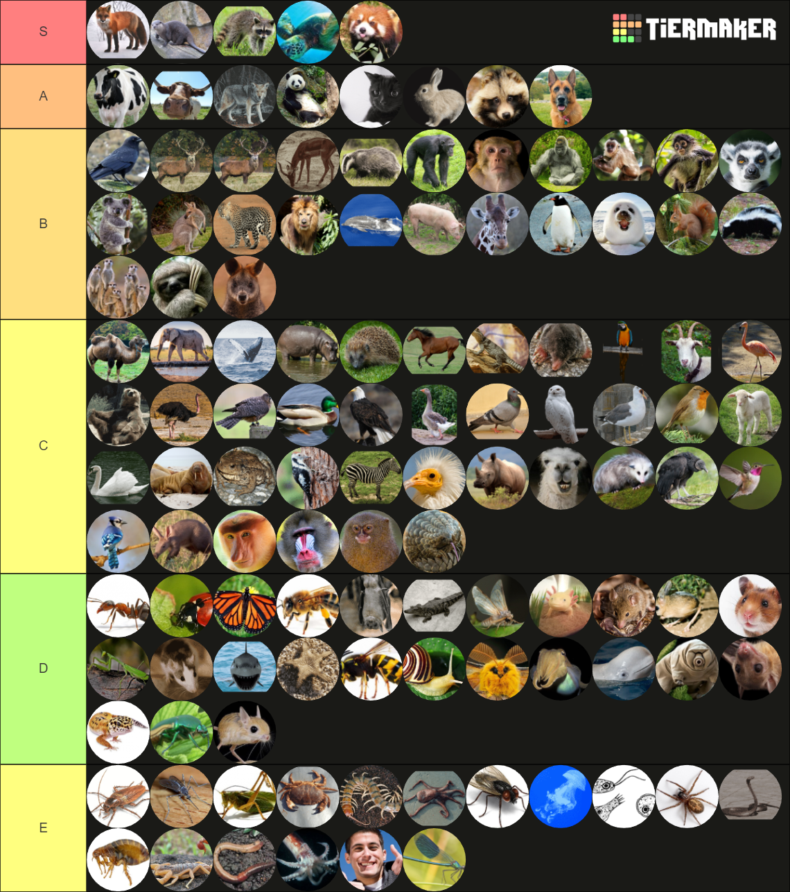 Recent Animals Tier Lists - TierMaker