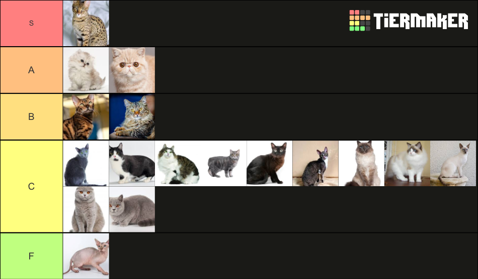 Cat breeds Tier List (Community Rankings) - TierMaker