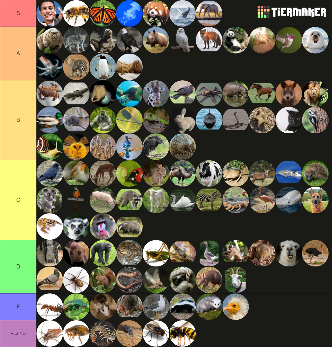 animals Tier List (Community Rankings) - TierMaker