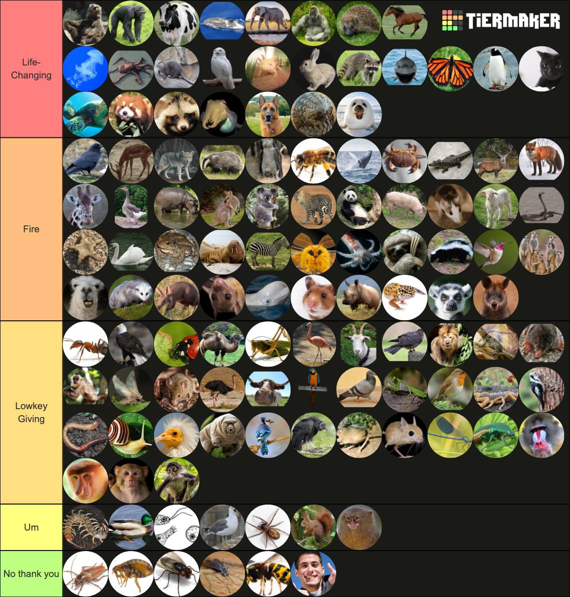 animals Tier List (Community Rankings) - TierMaker