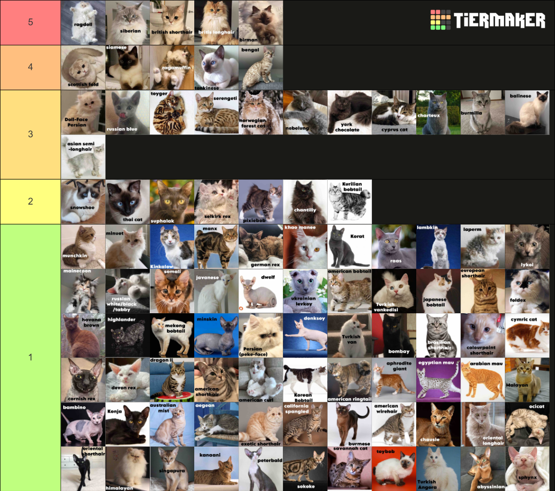 ALL 95 CAT BREEDS (TRUE LIST) Tier List (Community Rankings) - TierMaker