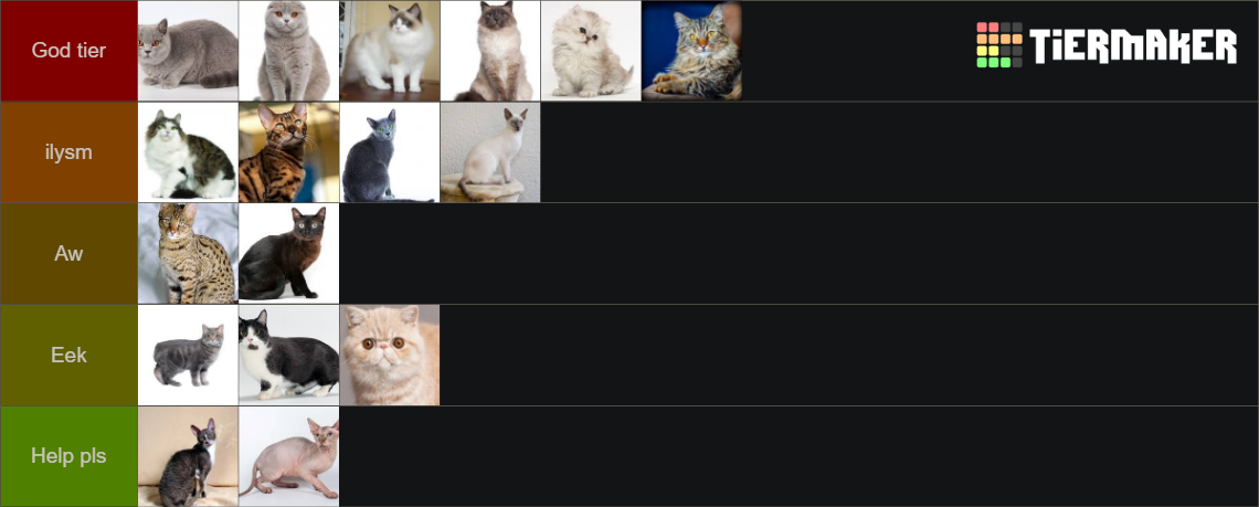 Cat breeds Tier List (Community Rankings) - TierMaker