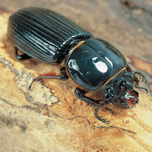 Create a 100 bugs Tier List - TierMaker