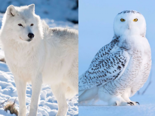 Create a Arctic Animals Tier List - TierMaker