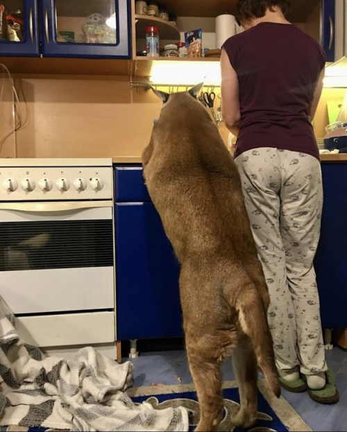 Create a Irony Animals Tier List - TierMaker