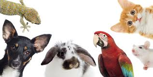 Create a dindoo pet Tier List - TierMaker