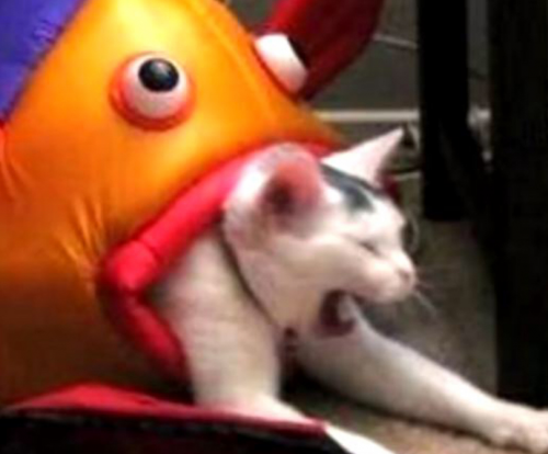 Create A Cat Tier List Tiermaker