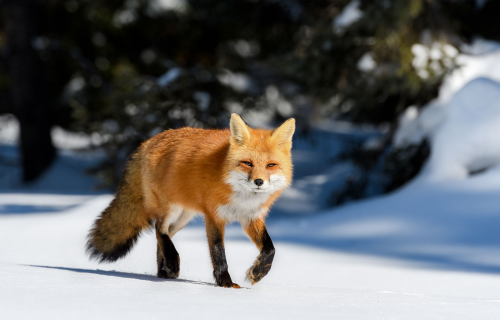 Create a 12 Species of True Foxes Tier List - TierMaker