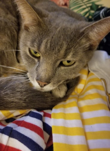 Create A Cat Tier List Tier List Tiermaker