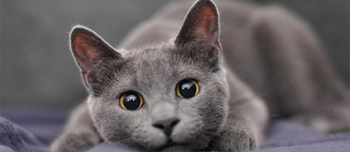 Create a 78 Cat Breeds Tier List - TierMaker