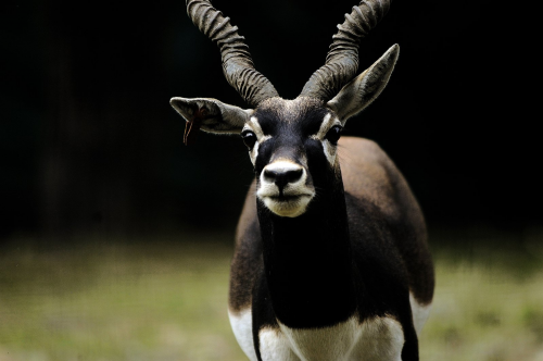 Create a +150 ANIMALS Tier List - TierMaker