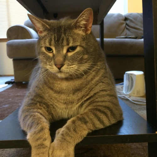 Create a gavin cats Tier List - TierMaker