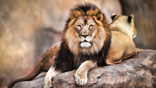 Animals Tier List Templates - TierMaker