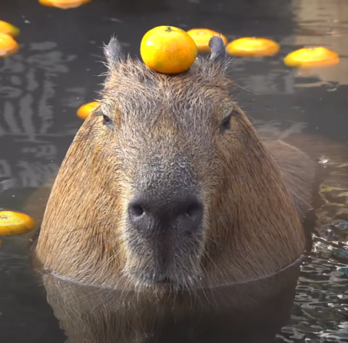 Create a 2021 OKDD nariai Tier List - TierMaker