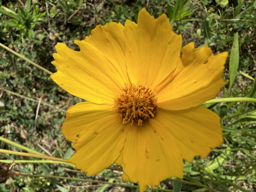 22-23 School Lunch Tier List (Community Rankings) - TierMaker