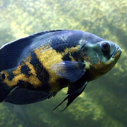 Create a Fish Tier List - TierMaker