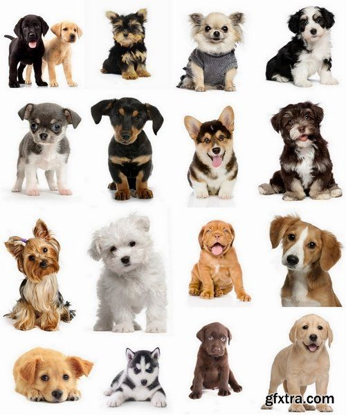 Create a Dog breeds Tier List - TierMaker