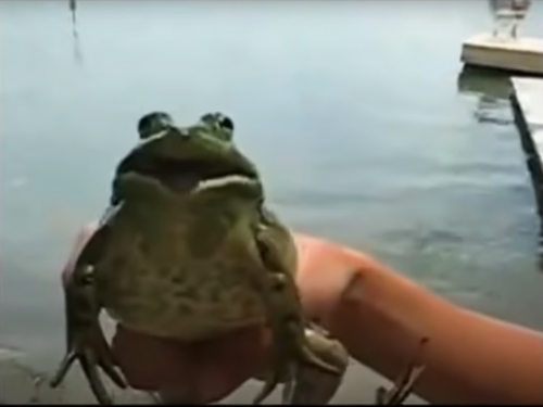 Create a 33 screaming frogs Tier List - TierMaker