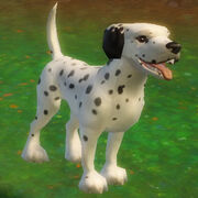 Free Realms Pets Tier List (Community Rankings) - TierMaker