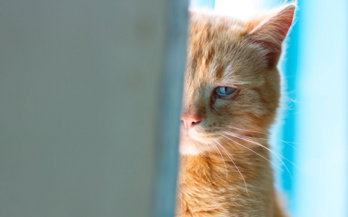 Crying Cats Tier List (Community Rankings) - TierMaker