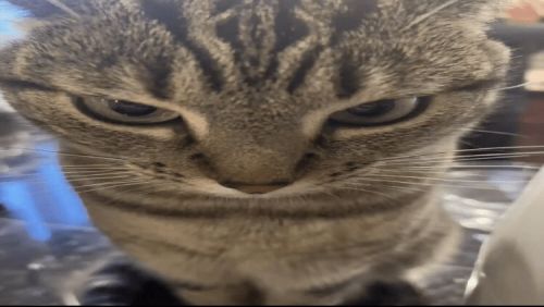 Create a 3DBB Ops Character Tier List - TierMaker