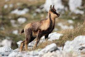 Create a 400+ animals Tier List - TierMaker