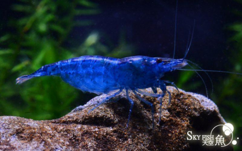 freshwater shrimp Tier List (Community Rankings) - TierMaker