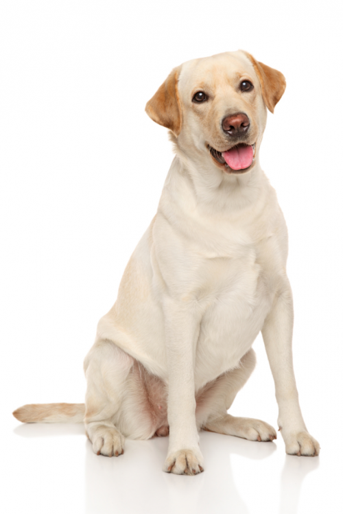 Create a Types of Dogs Tier List - TierMaker