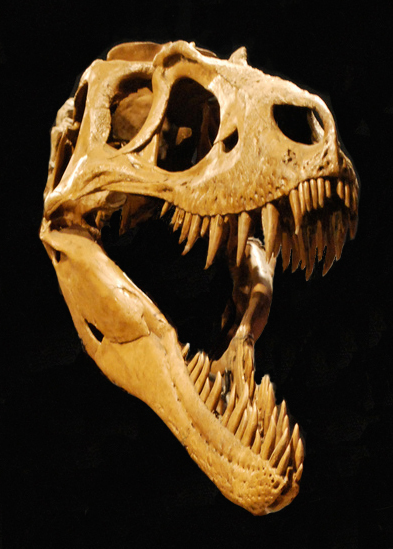 Create a Gorgosaurus Figures ! Tier List - TierMaker