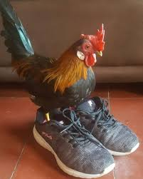 Create a Los mejores gallos con tennis del mechaverso Tier List - TierMaker