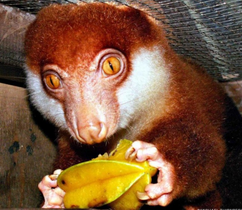 Ugly Mammals Tier List (Community Rankings) - TierMaker