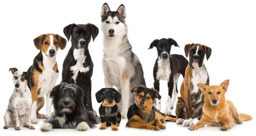 Create a Dog Breeds - adam lodge Tier List - TierMaker
