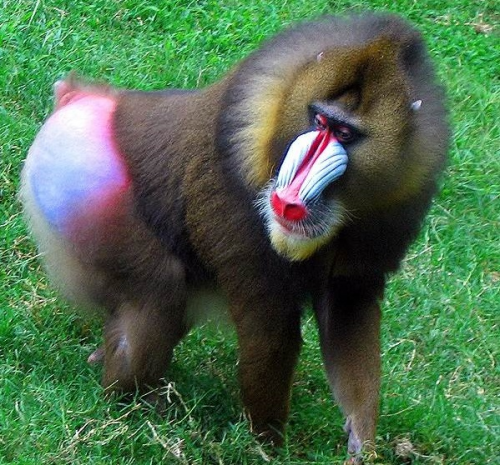 Create a APE-MONKEY-PRIMATE EVIL TIER LIST Tier List - TierMaker