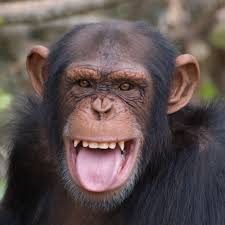 Create a The Ultimate Primate 2.0 Tier List - TierMaker