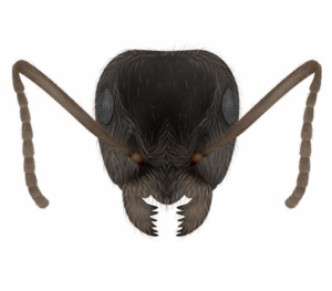 Create A Ant Tier List Tiermaker