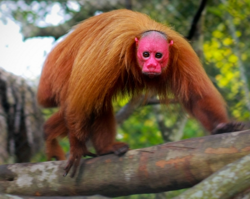 Monker list Tier List (Community Rankings) - TierMaker