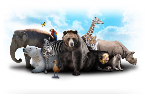 Animal Tier List (Community Rankings) - TierMaker