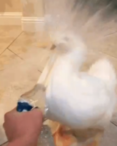 Create a bing prod Tier List - TierMaker