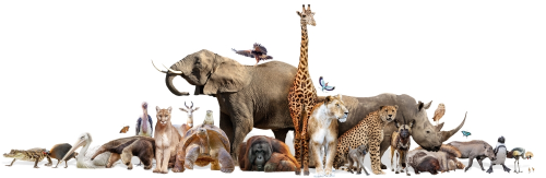 Create a Likelihood we could kick a zoo animals ass Tier List - TierMaker