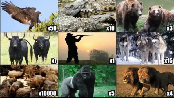 ANIMAL DEFENSE TIERLIST Tier List (Community Rankings) - TierMaker