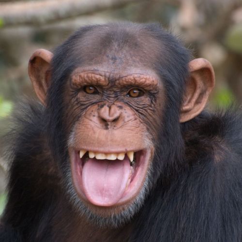 Monke Tier List (Community Rankings) - TierMaker