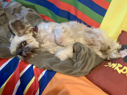 V.I.D. (Very Important Dogs) Tier List (Community Rankings) - TierMaker