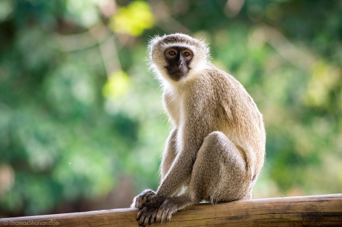 Primate Genus Tier List (Community Rankings) - TierMaker