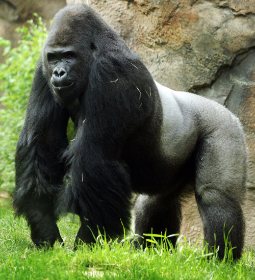 Create a Primate Genus Ranked Tier List - TierMaker
