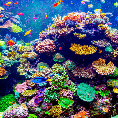 Create a Sea Creatures Tier List - TierMaker