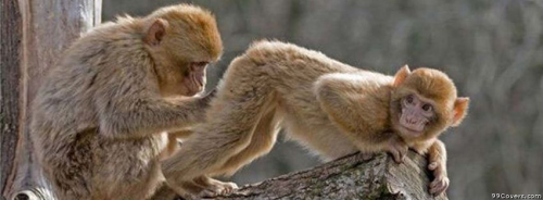 Create a EFT PLAYER MONKEY TIER LIST Tier List - TierMaker