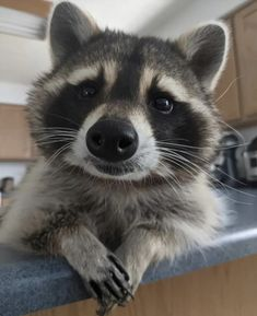 Create a A CHUJ CIE TO Tier List - TierMaker