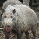 Create a ACP meme Tier List - TierMaker